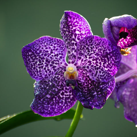 Florist Brisbane | Same Day Flower Delivery | Divine Flowers