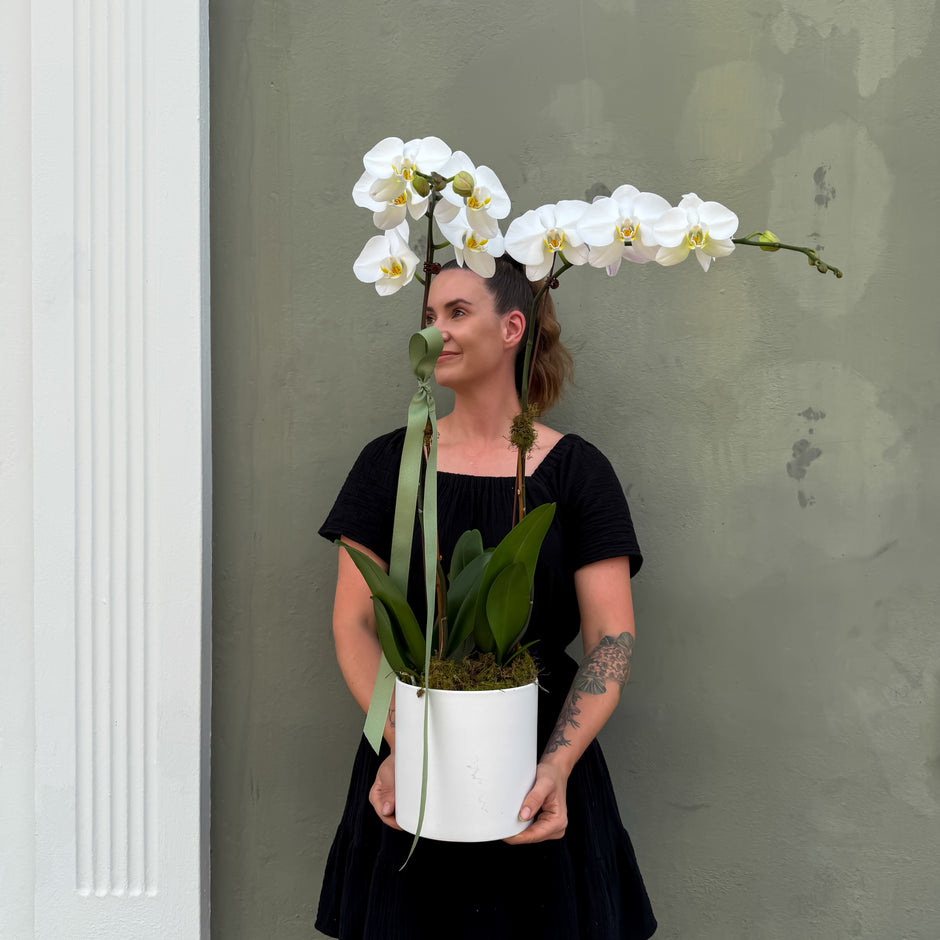 Plants Delivered Today in Brisbane | Divine Flowers