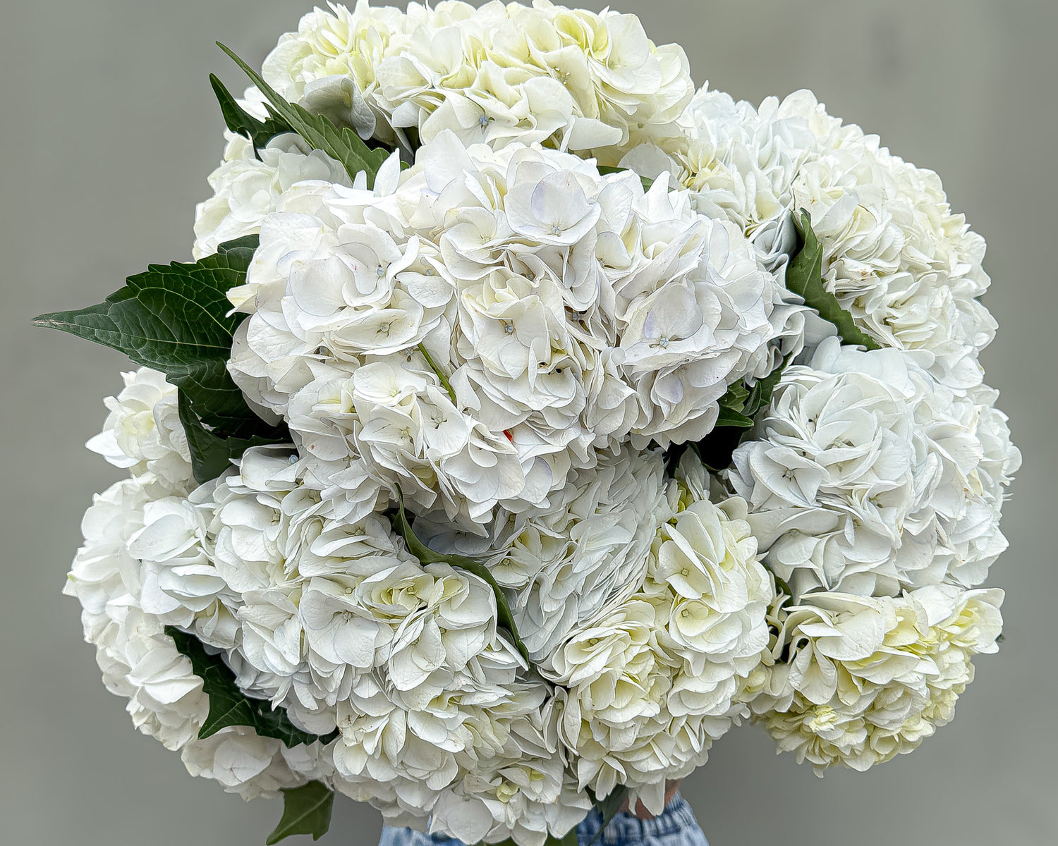 Florist Brisbane | Same Day Flower Delivery | Divine Flowers