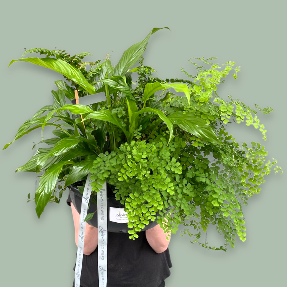 Florist Brisbane | Same Day Flower Delivery | Divine Flowers