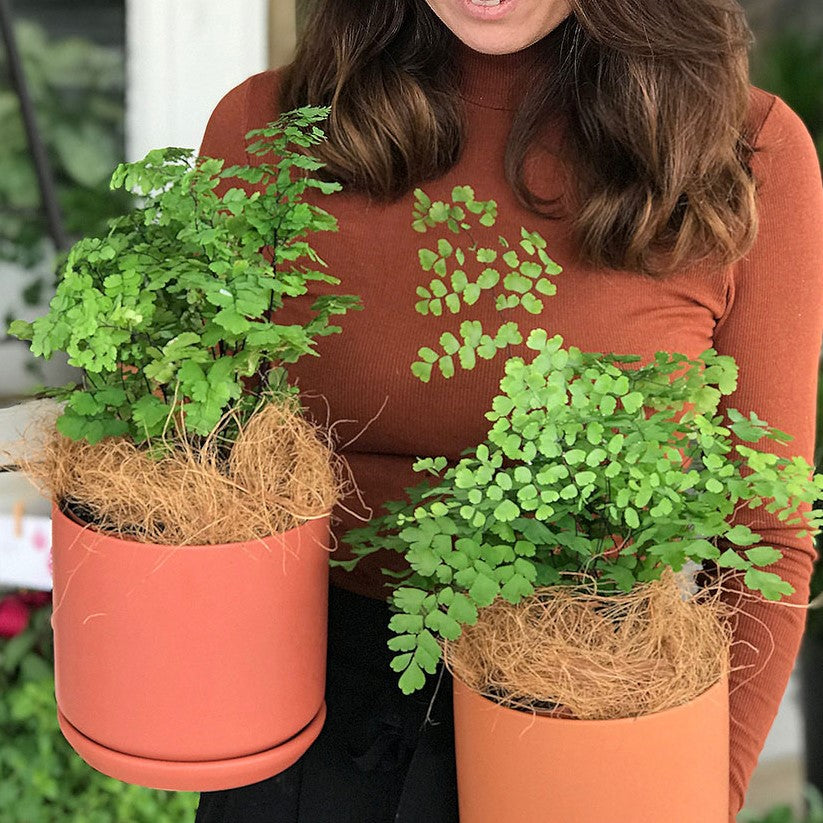 Florist Brisbane | Same Day Flower Delivery | Divine Flowers